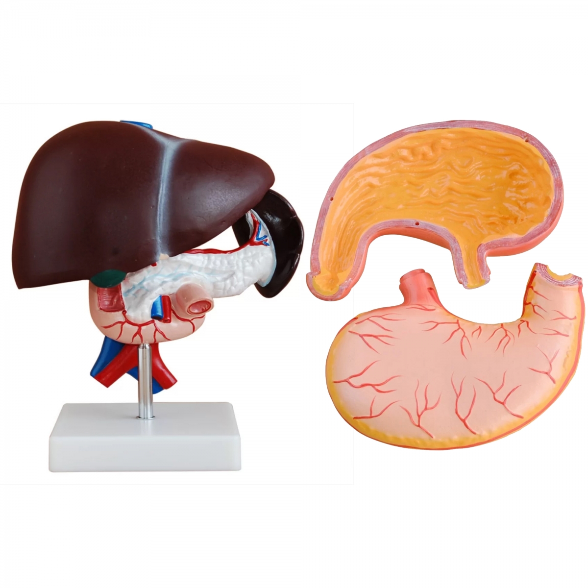 Digestive System Anatomy Bundle - Myaskro